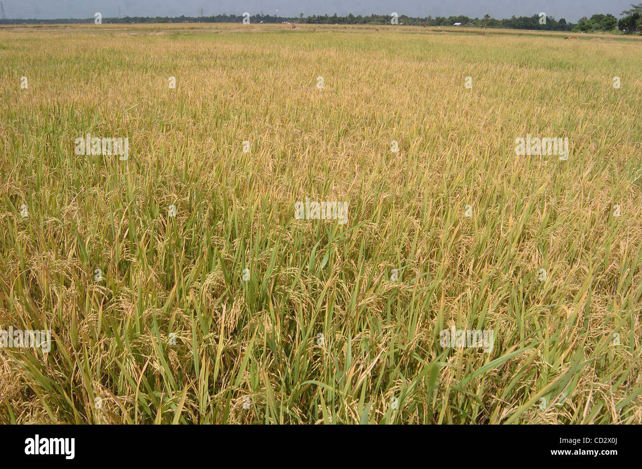 harvest paddies at paddy field in Serang, Banten , Indonesia March 26 ...