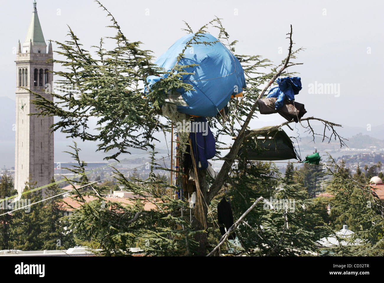 Protesters living in the trees next to UC Berkeley's Memorial Stadium ...