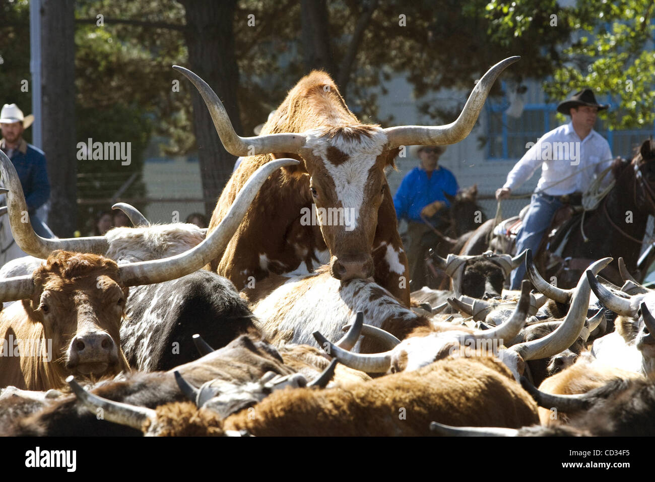 A large Texas longhorn steer makes his way up Geneva Ave. in the 63rd ...