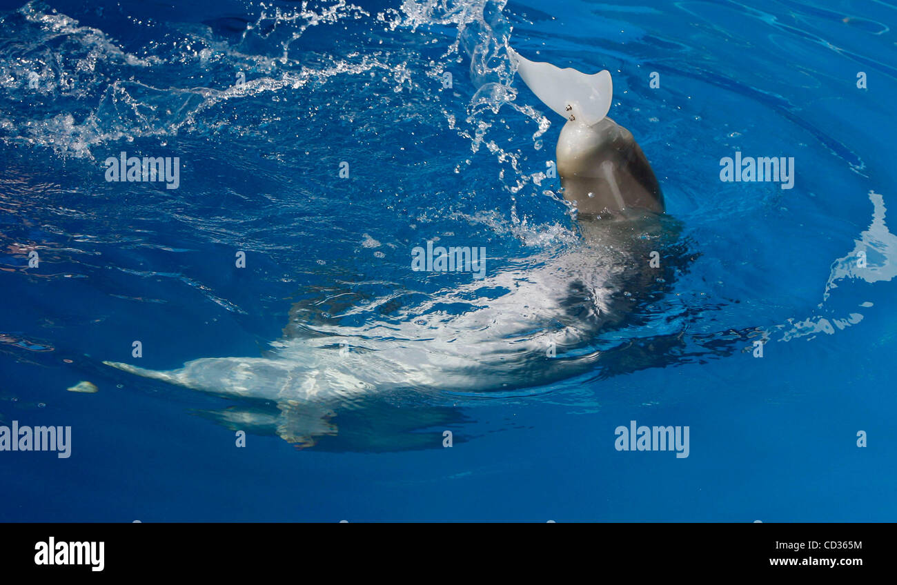 CLEARWATER 4/14/2008 ) photo #4.) "Winter" the tail-less dolphin at the ...