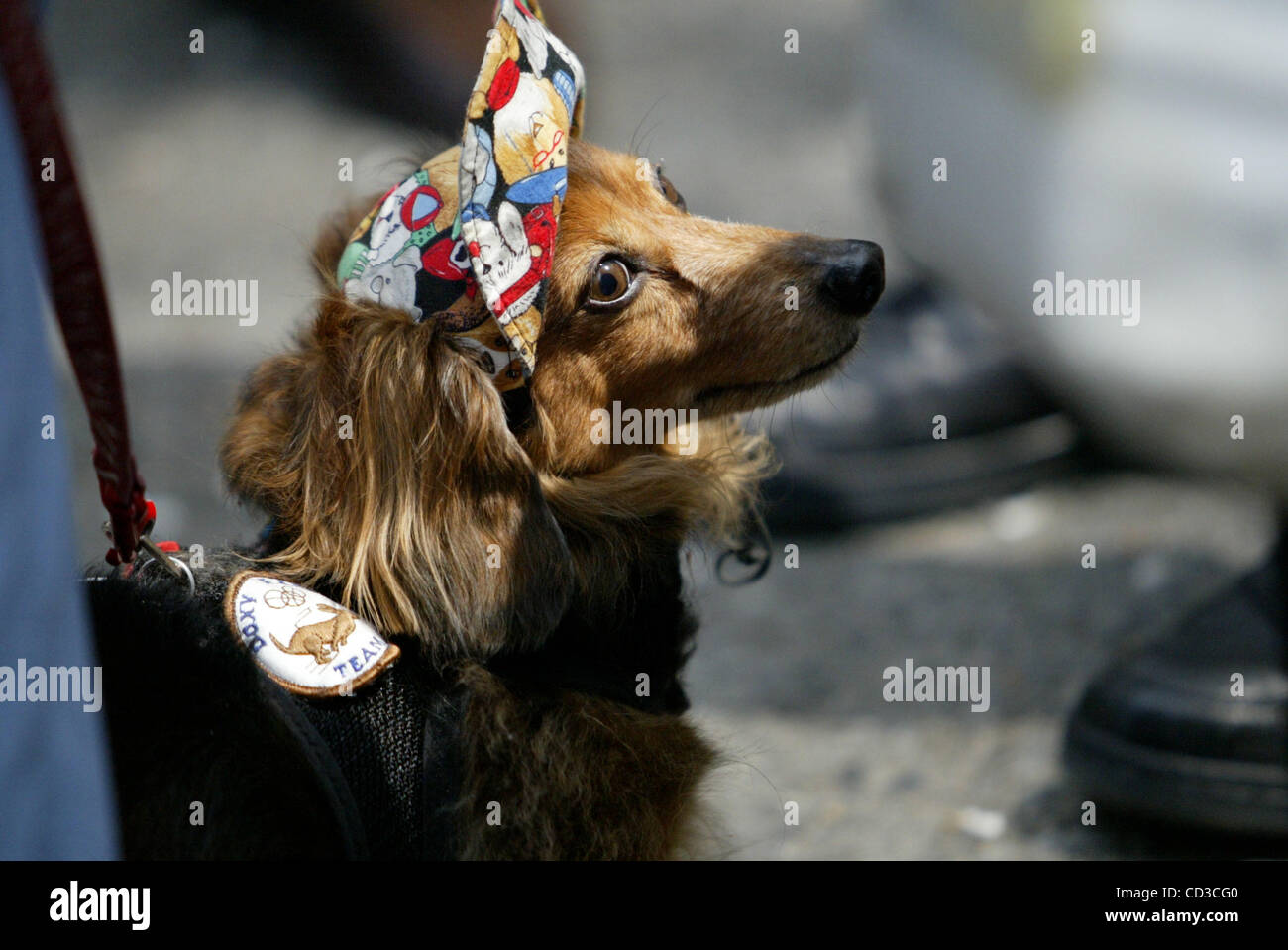 Squeaky, 7 year-old. Hundred of weiner dogs gathered at Washington ...