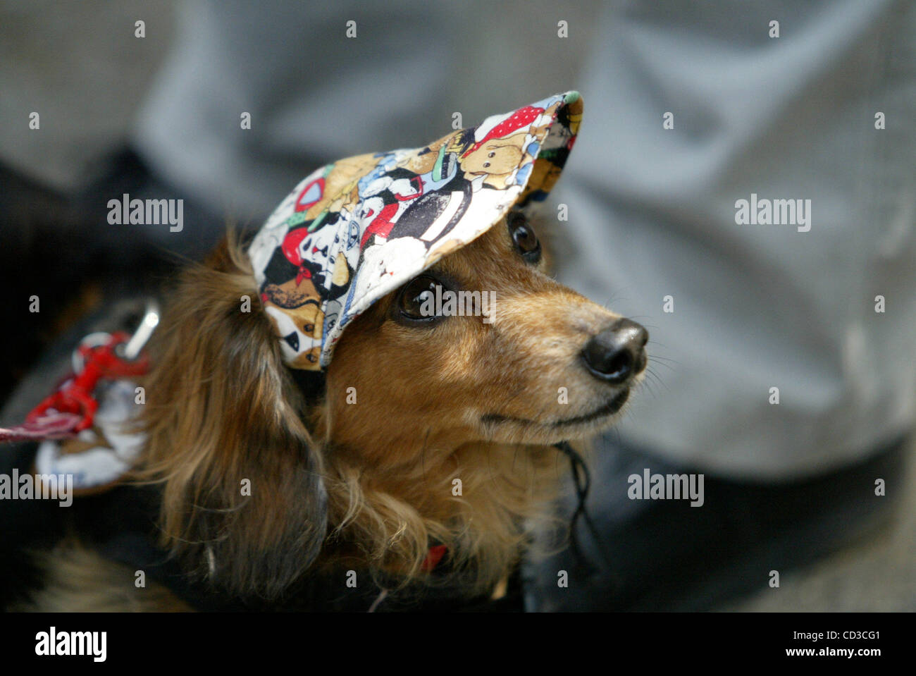 Squeaky, 7 year-old. Hundred of weiner dogs gathered at Washington ...