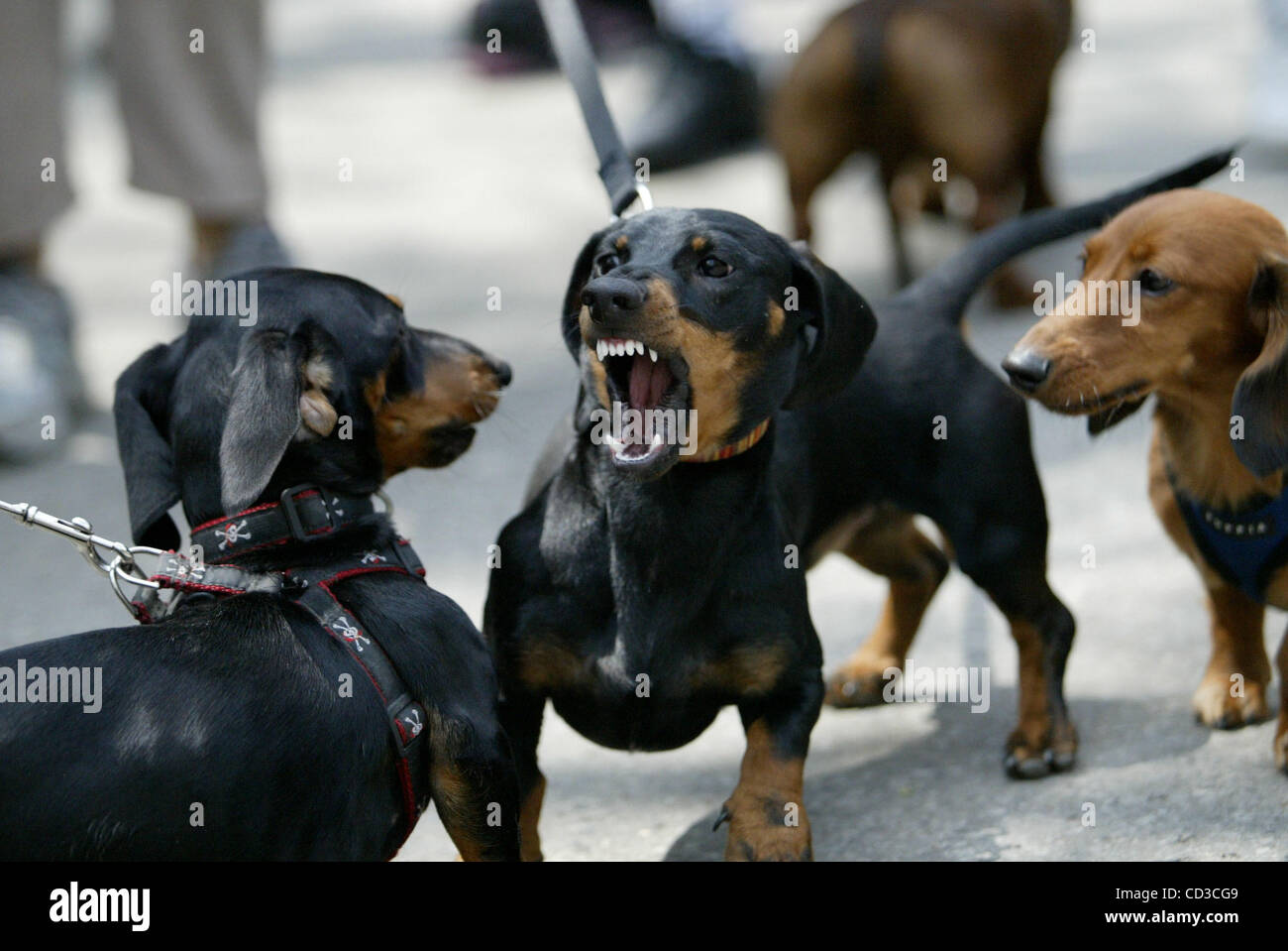 Wieners playing aroung. Hundred of weiner dogs gathered at Washington ...