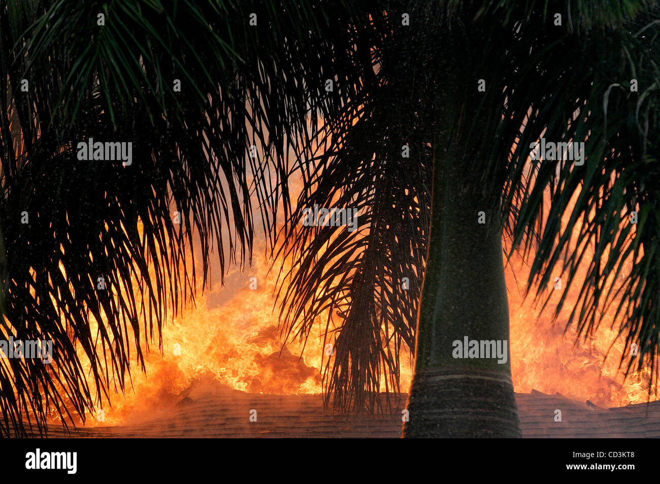 Fire flames in palm hi-res stock photography and images - Alamy