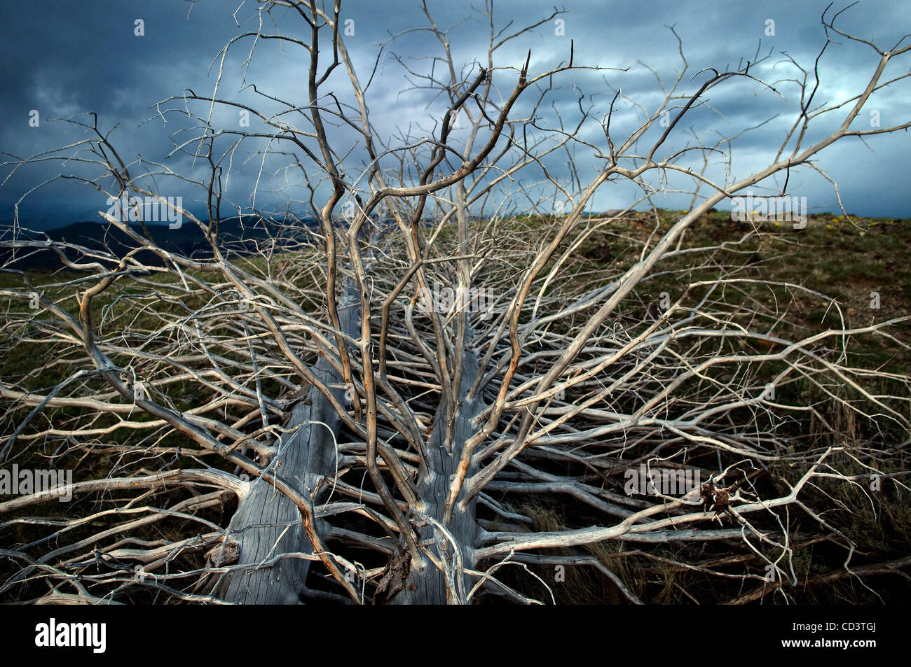 Yellowstone fire 1988 hi-res stock photography and images - Alamy