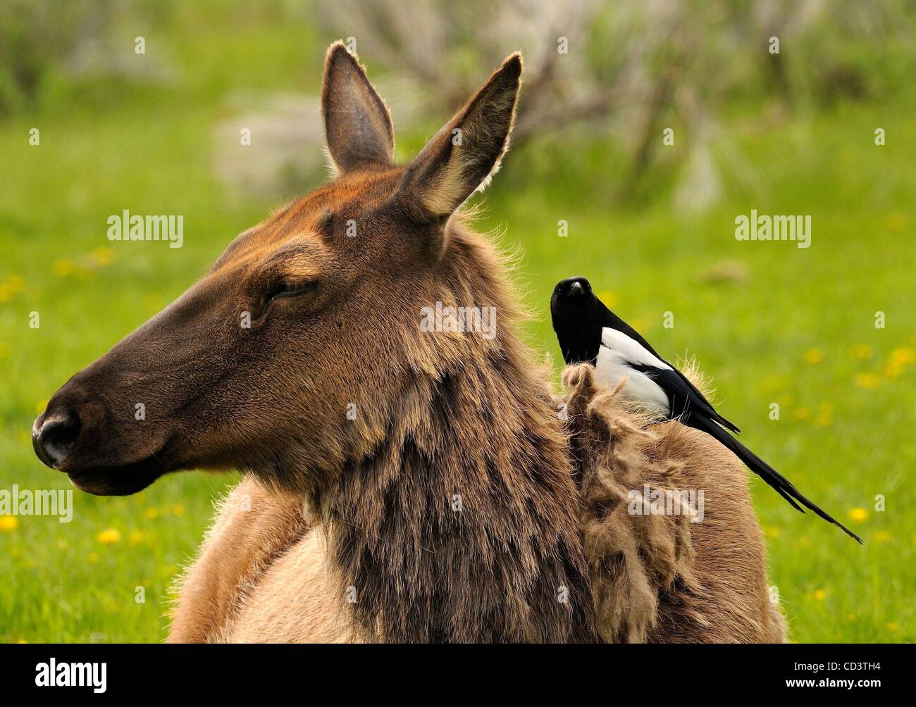 Jun. 05, 2008 - Yellowstone, WY, USA - A magpie pics through the ...