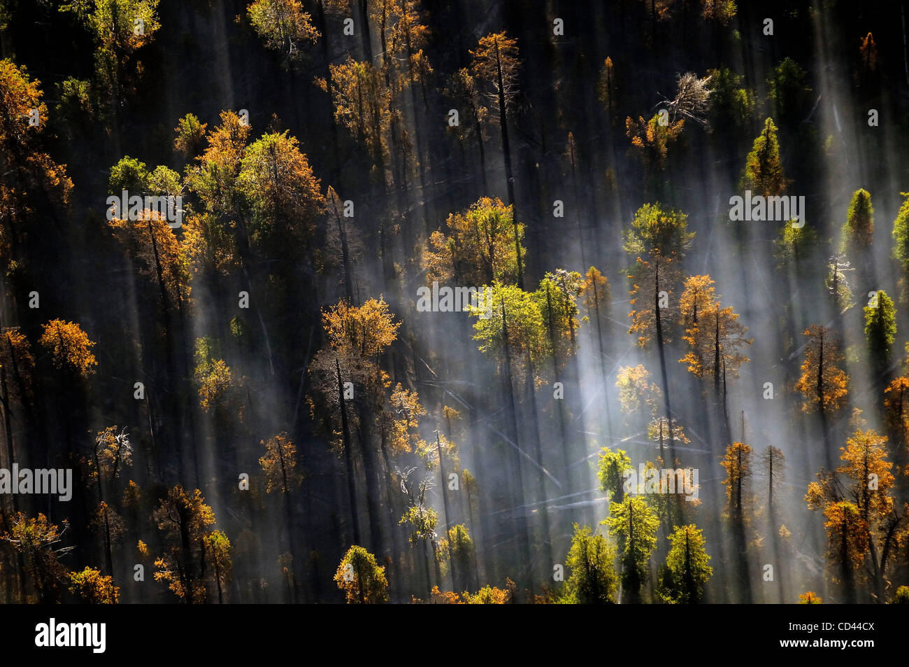 Aug. 05, 2008 - Smoke from the LeHardy Fire rises from burnt timber on ...