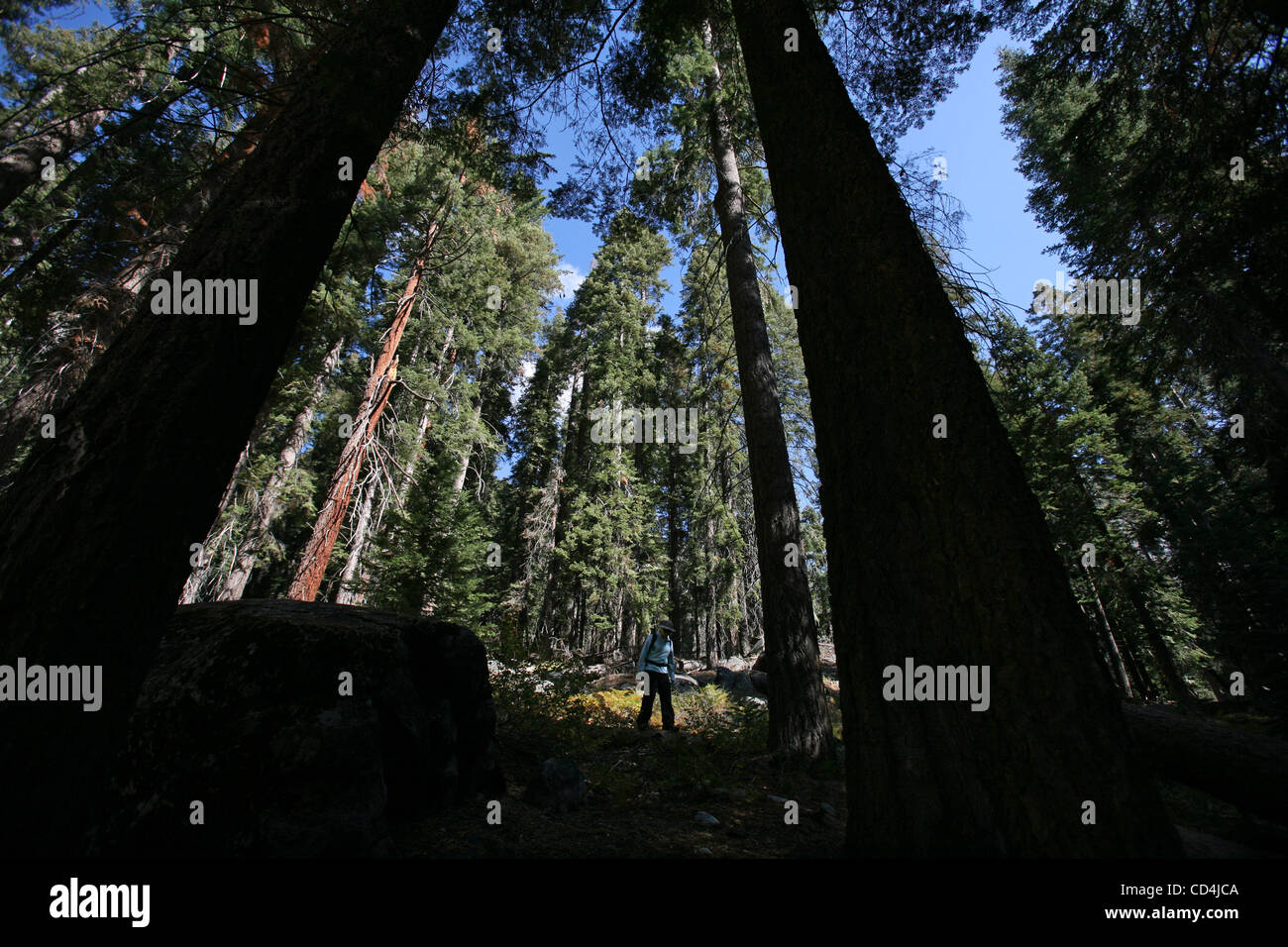 Oct 11, 2008 - Sequoia National Park, California, United States ...