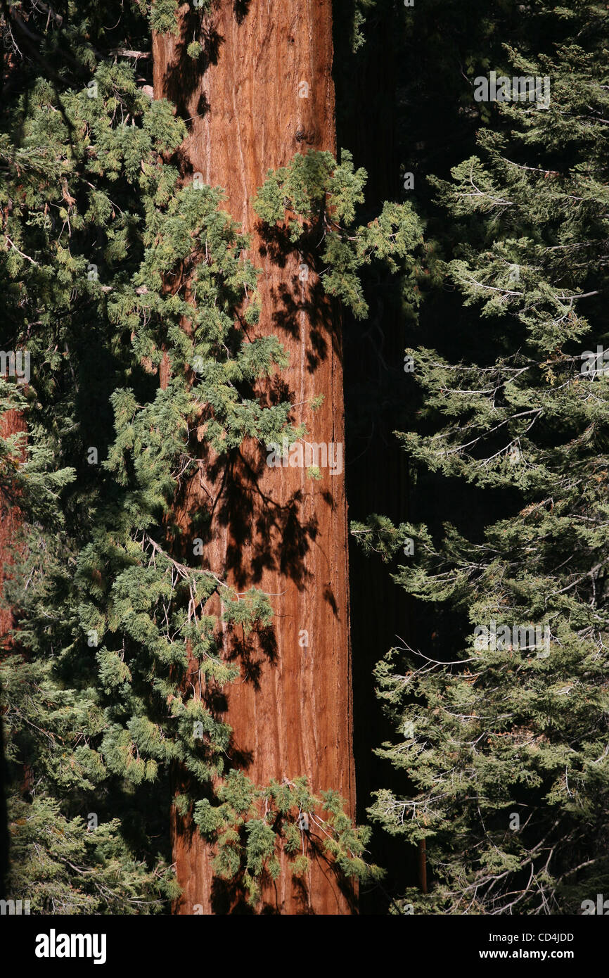 Oct 11, 2008 - Sequoia National Park, California, United States ...