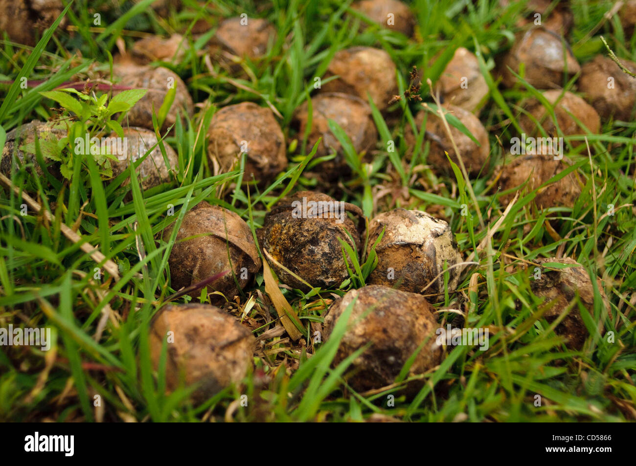 Unexpoded, but un-armed BLU 26 Cluster bomblets at the UXO Laos ...
