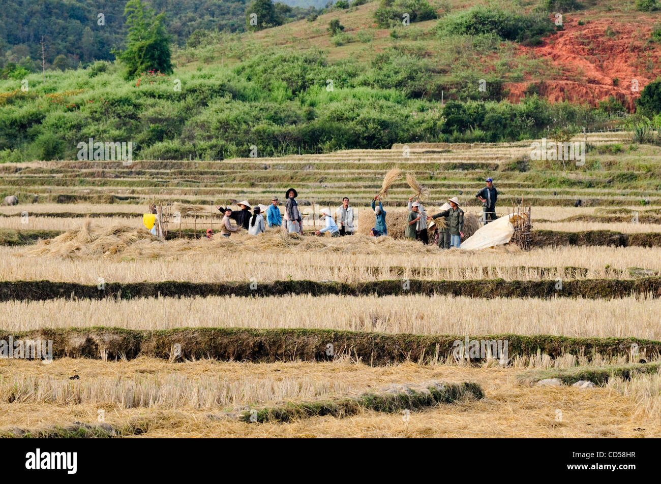The rice harvest in Xieng Khaung Province Laos. There is a direct ...