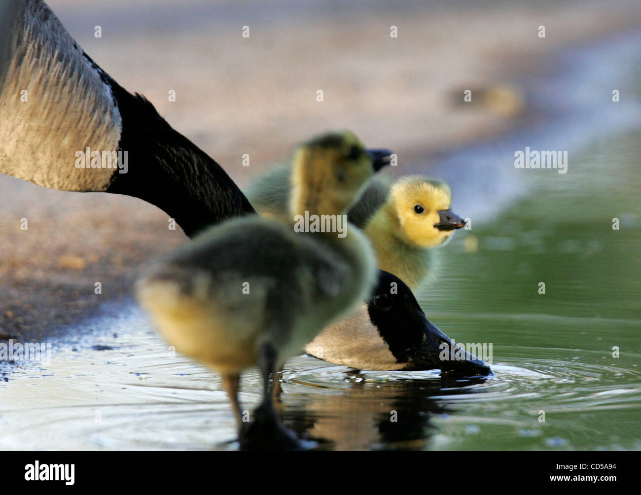 March 5, 2008 A pair of gosling are seen with their mother a Canadian ...