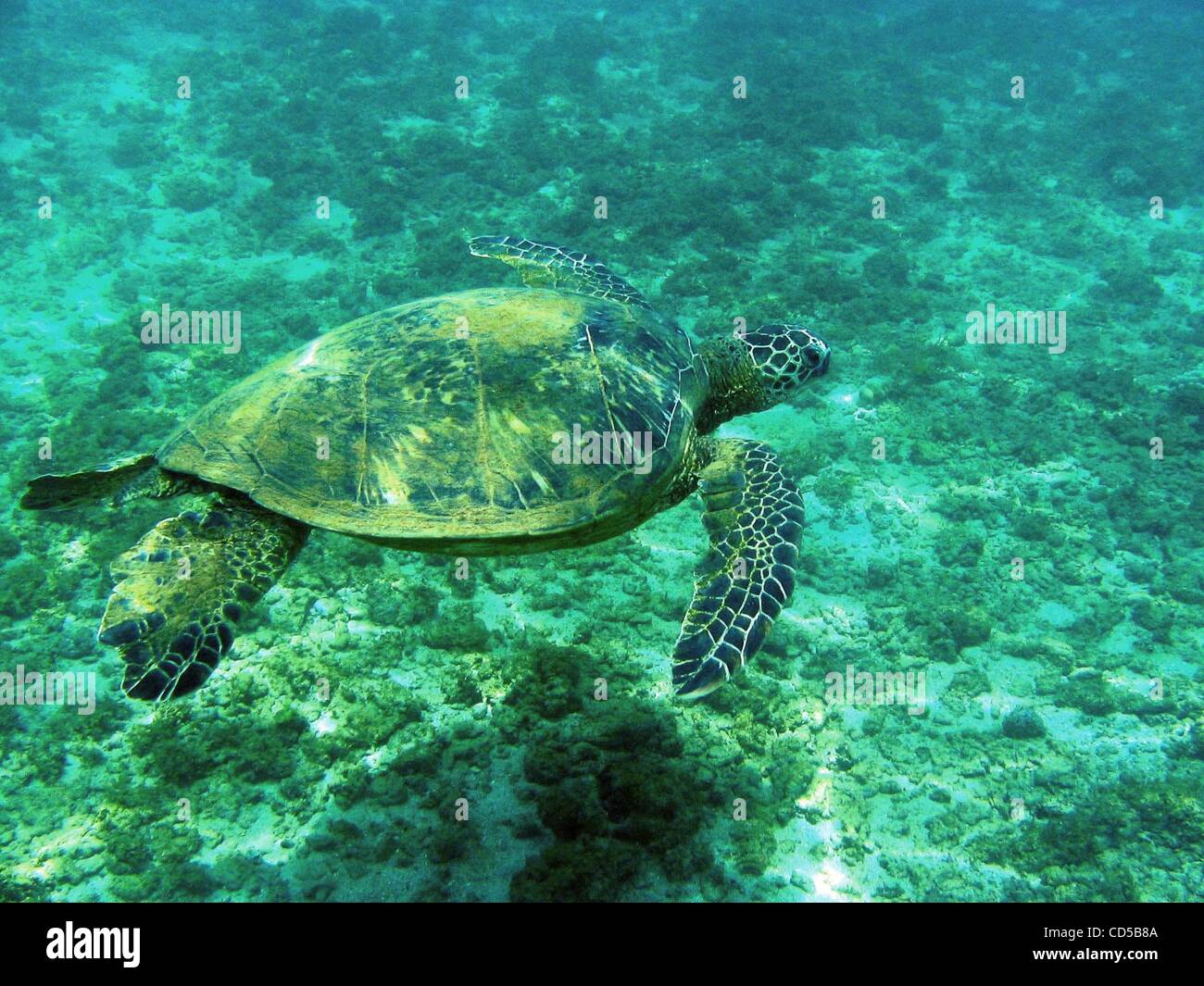 The green sea turtle is the largest hard-shelled sea turtle. Adults of ...