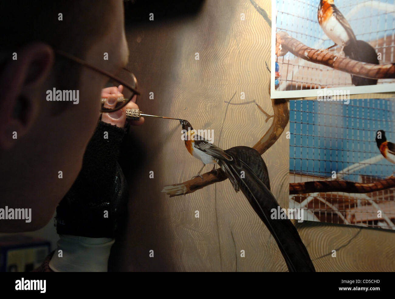 Wildlife artist Andrew Denman works on a painting of a Paradise Whydah ...