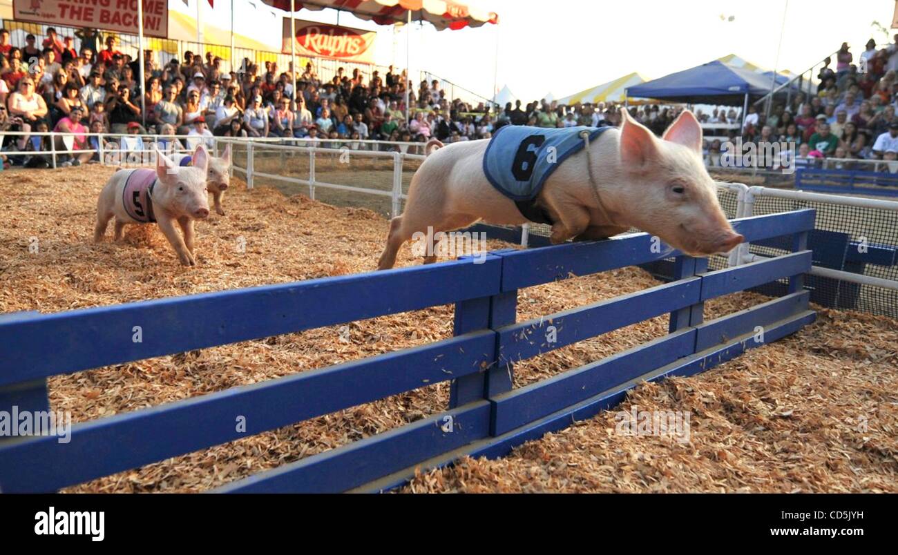Pig racing fair hi-res stock photography and images - Alamy