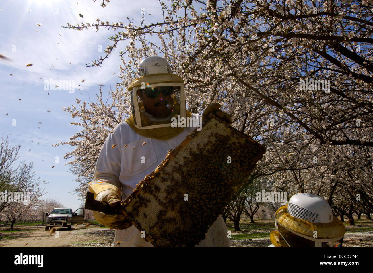 California almond growers bees hi-res stock photography and images - Alamy