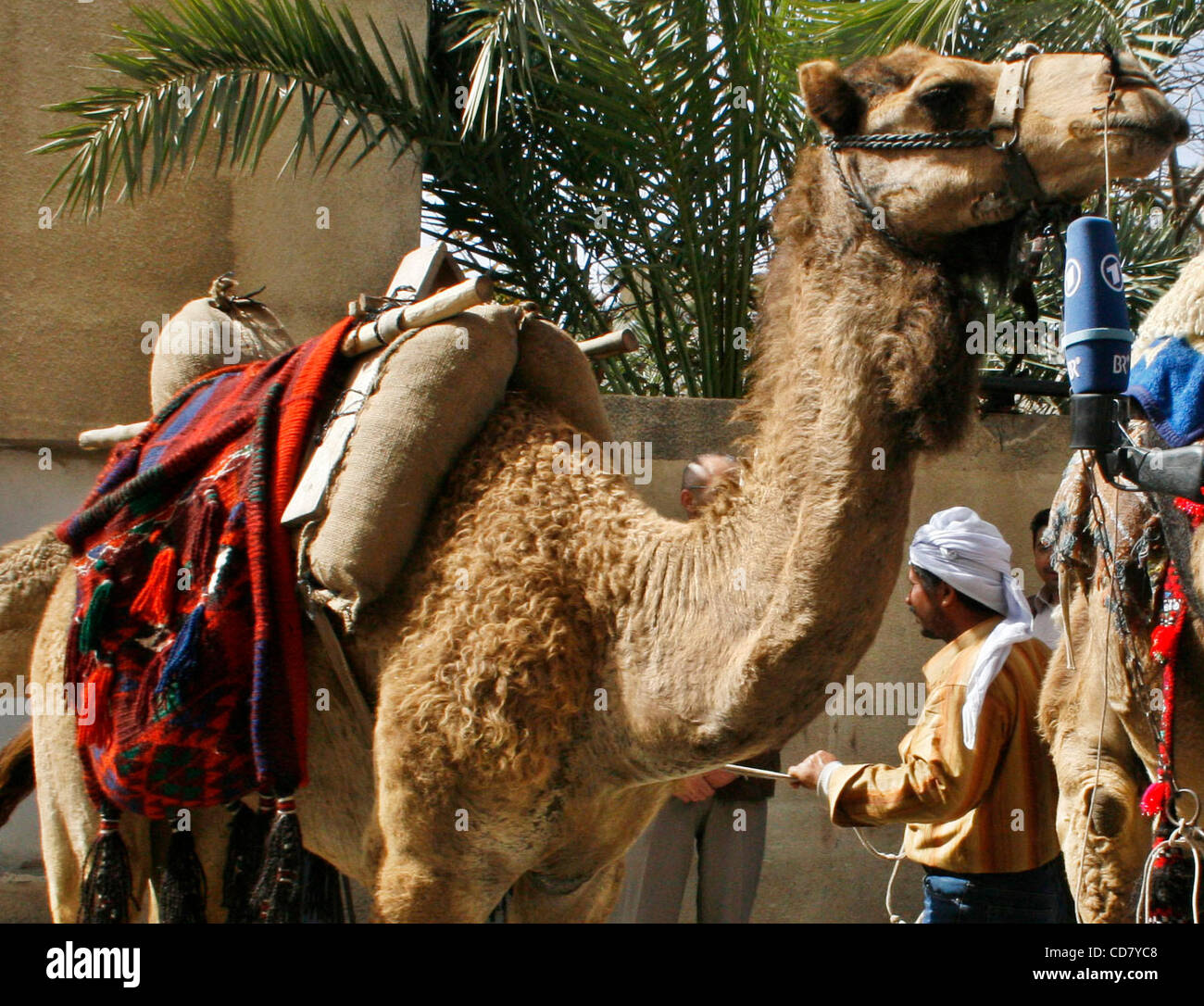 Mar 11, 2008 - Gaza City, Gaza Strip - Camel with posters are seen ...