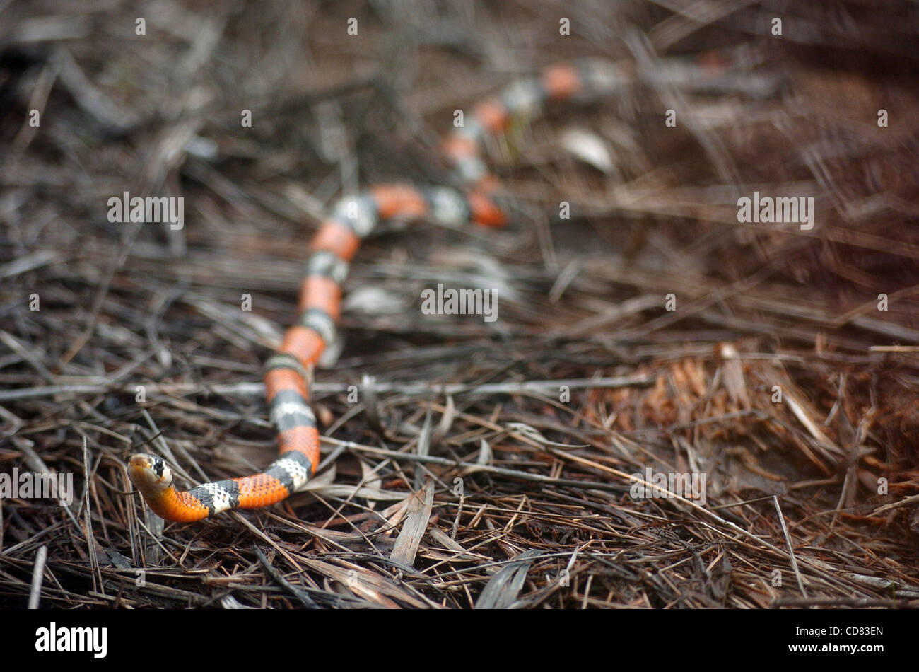 Apr 21, 2008 - Canaima, Venezuela - A snake slithers through a field on ...