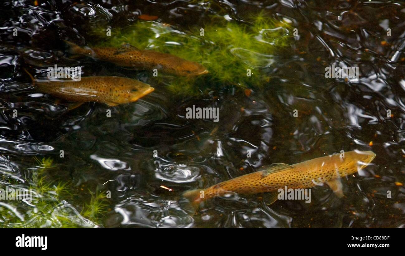 Sep 28, 2008 - Oakdale, New York, USA - Connetquot State Park. Brown ...