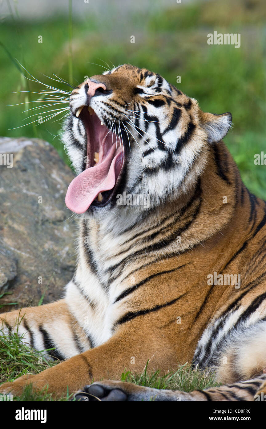 Nov 02, 2008 - San Francisco, California, USA - Sumatran Tiger in the ...