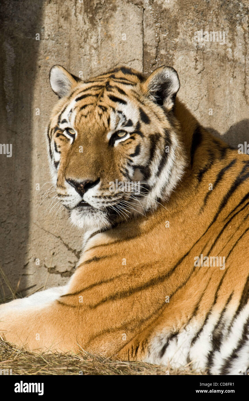 San francisco zoo tiger hi-res stock photography and images - Alamy
