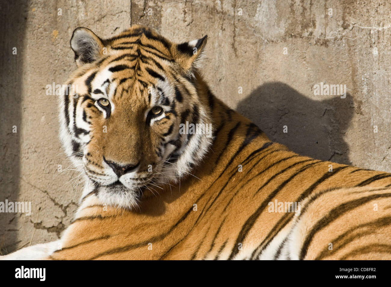Nov 02, 2008 - San Francisco, California, USA - Siberian Tiger in the ...