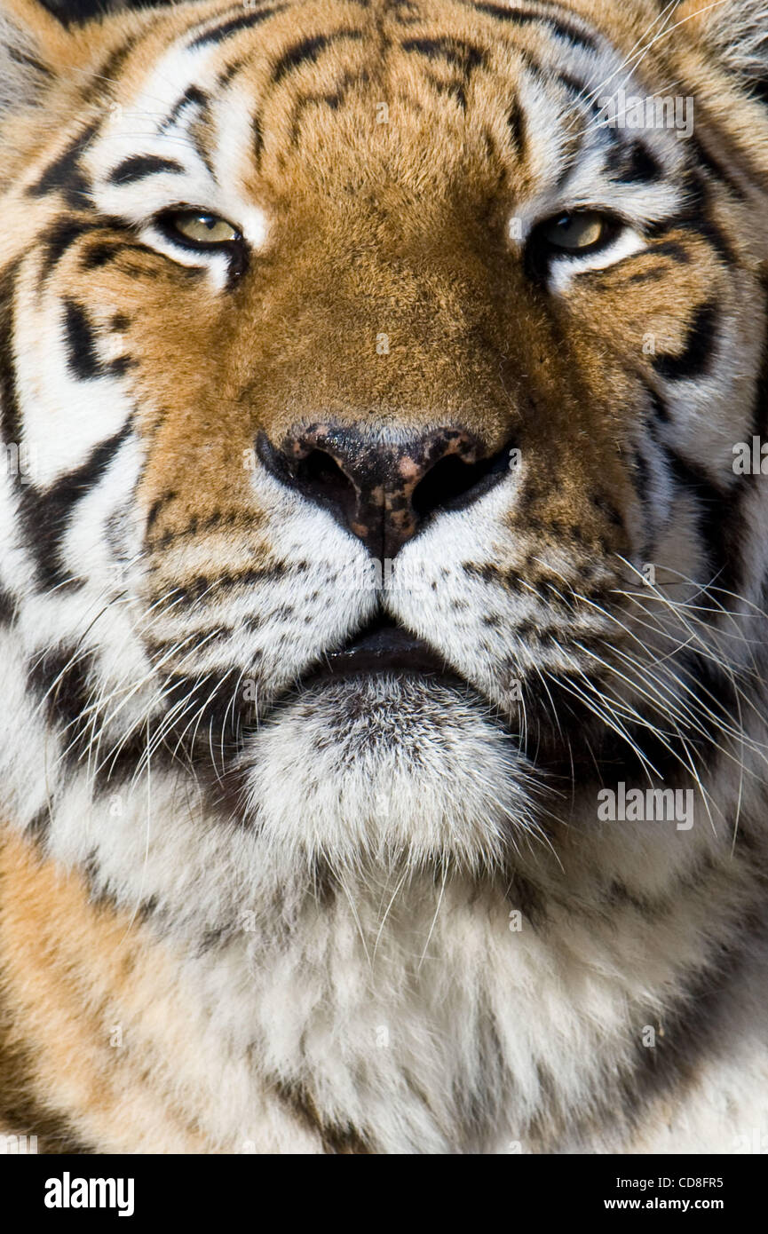 Nov 02, 2008 - San Francisco, California, USA - Siberian Tiger in the ...