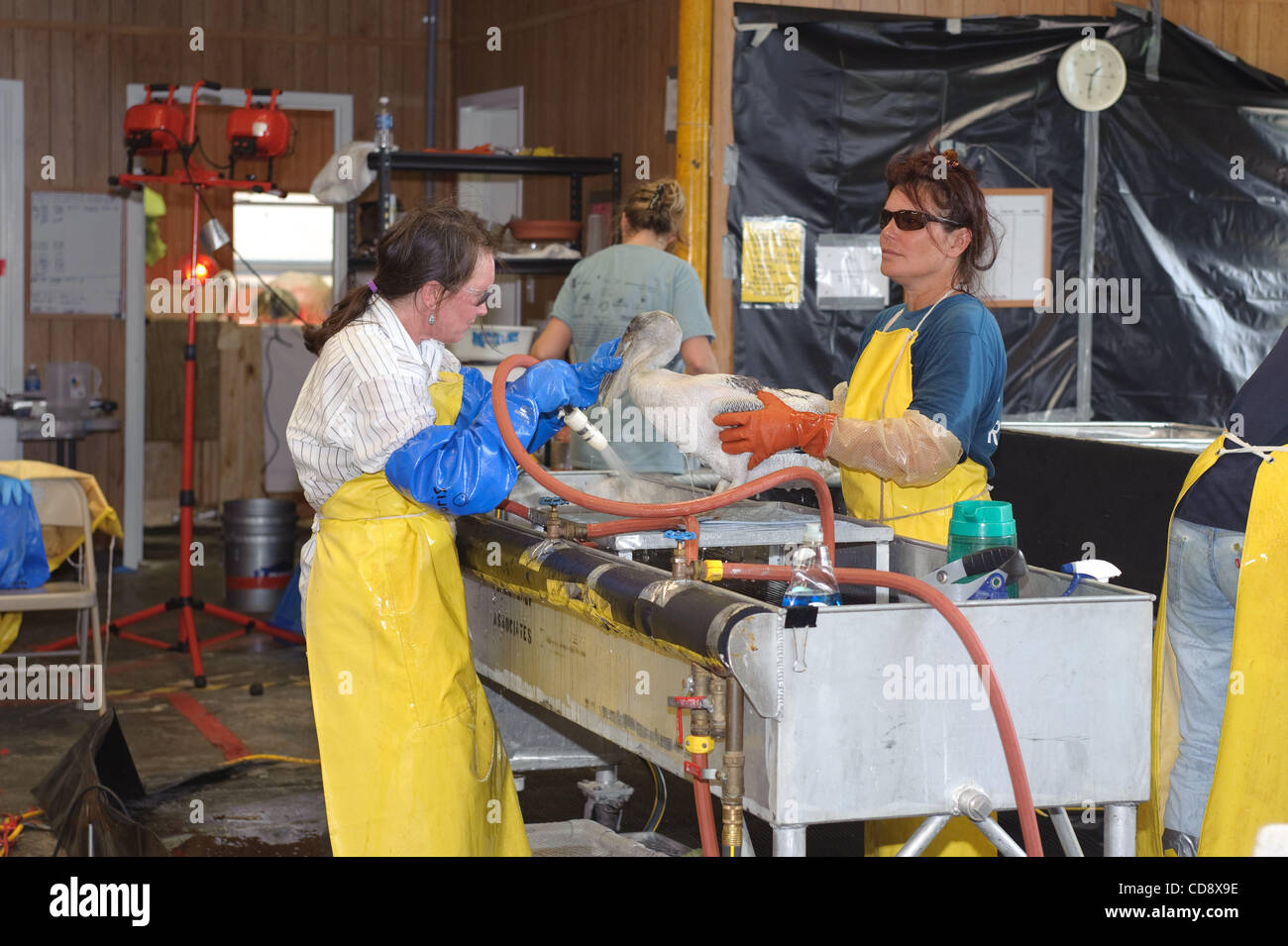 Fledgling brown pelican being rinsed of soap at the fort jackson oiled ...