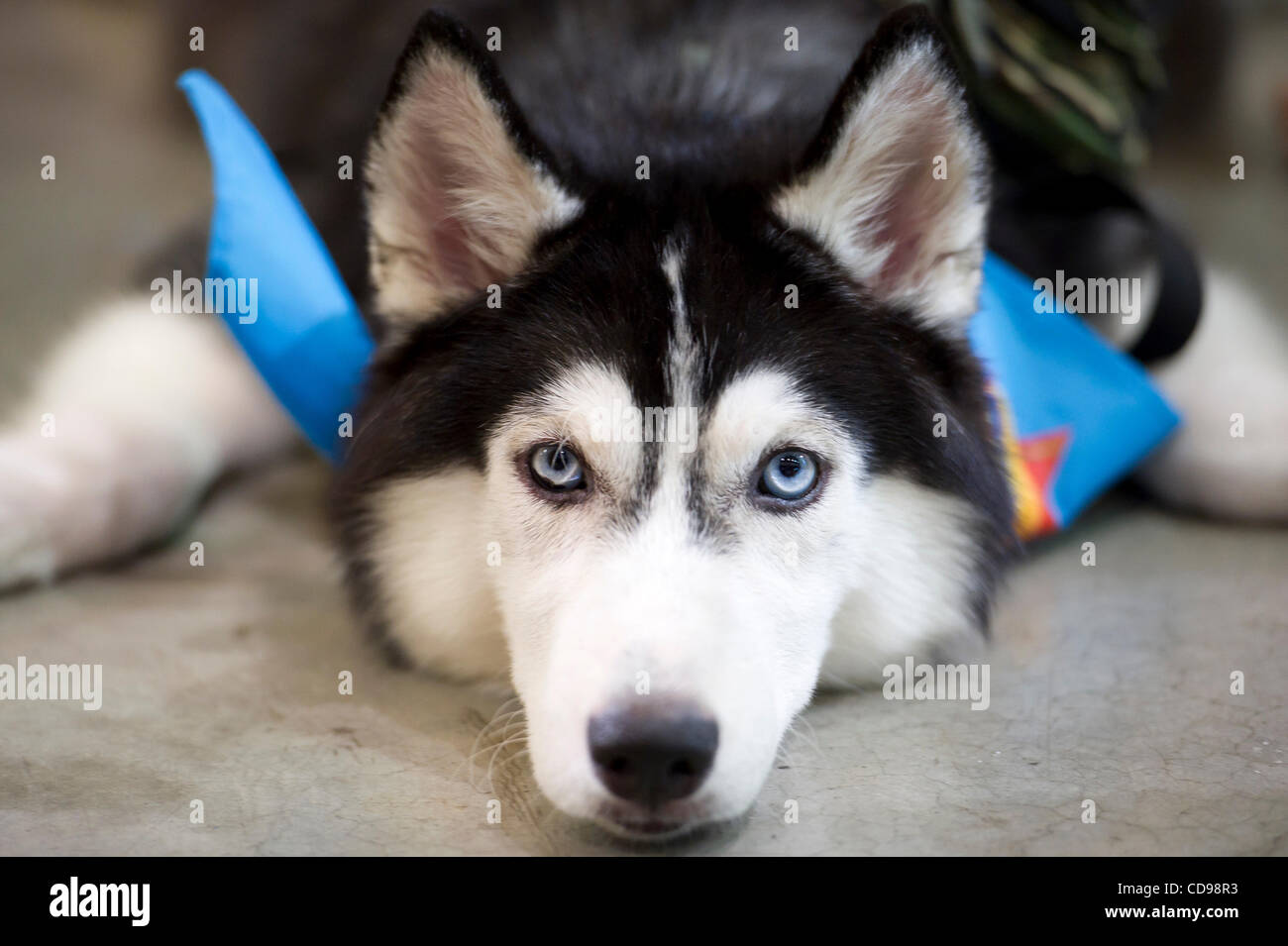 June 25, 2010 - Bangkok, Thailand - A Siberian Husky stares at the ...