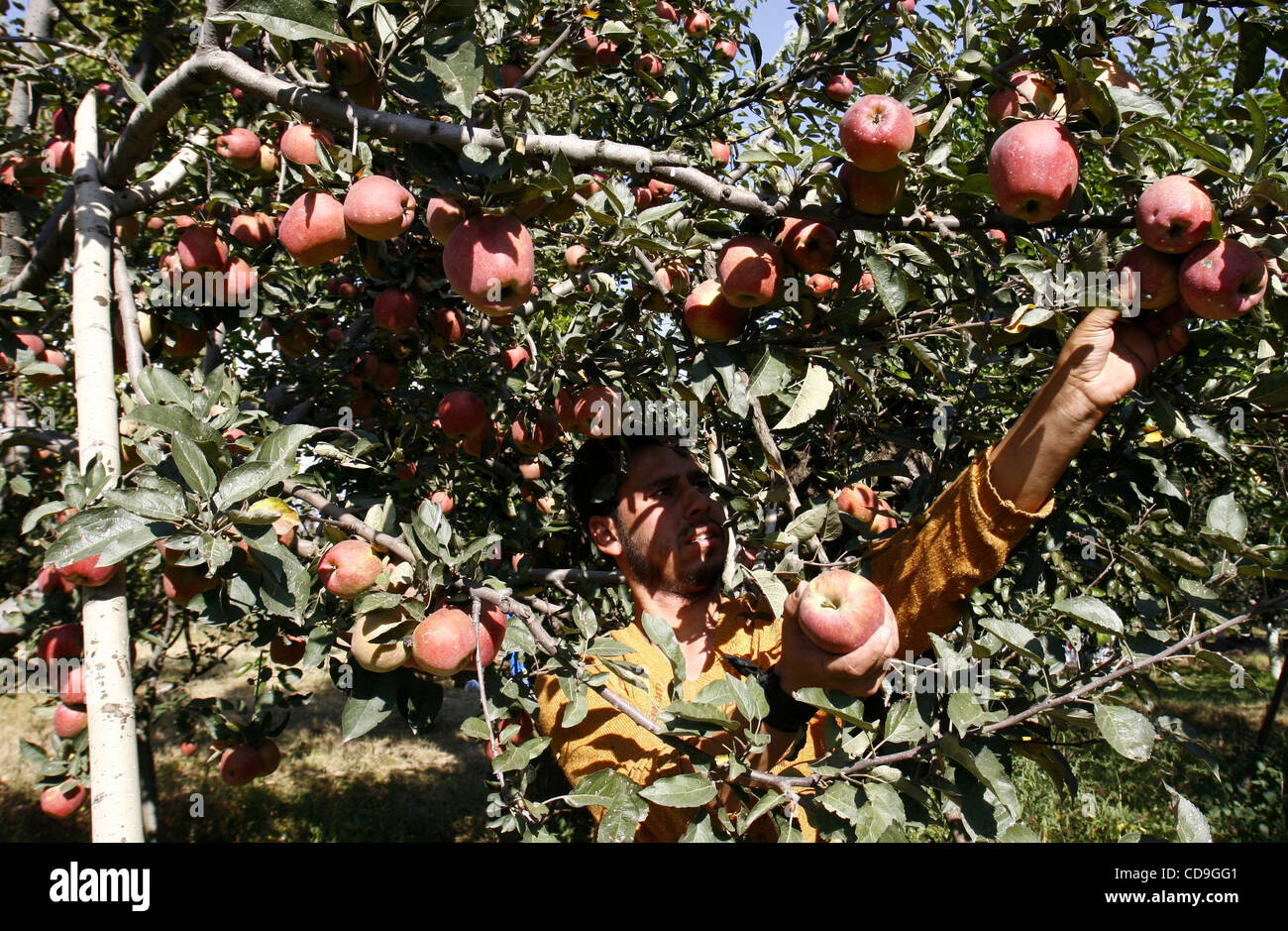 Kashmiri Muslim labourer picks apples at an orchard in Shopian around ...