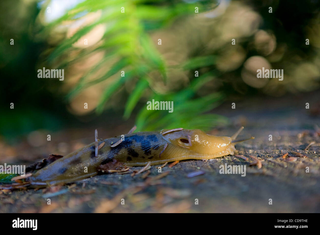 Banana Slug in Coastal Washington State Stock Photo - Alamy