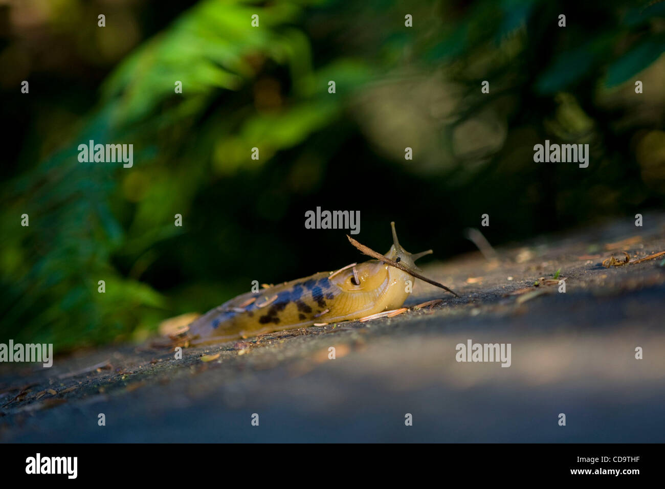 Banana Slug in Coastal Washington State Stock Photo - Alamy