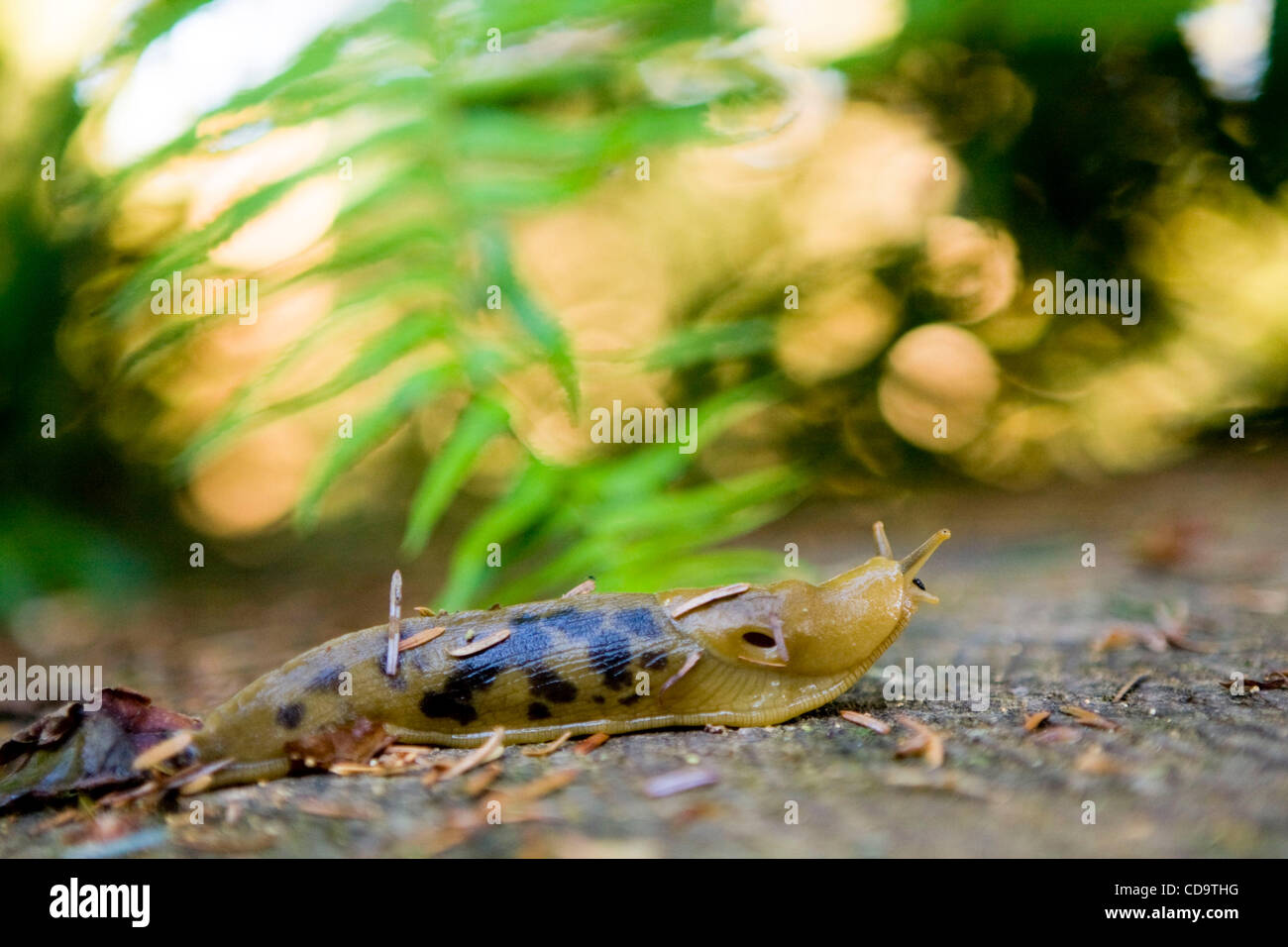 Washington slug hi-res stock photography and images - Alamy