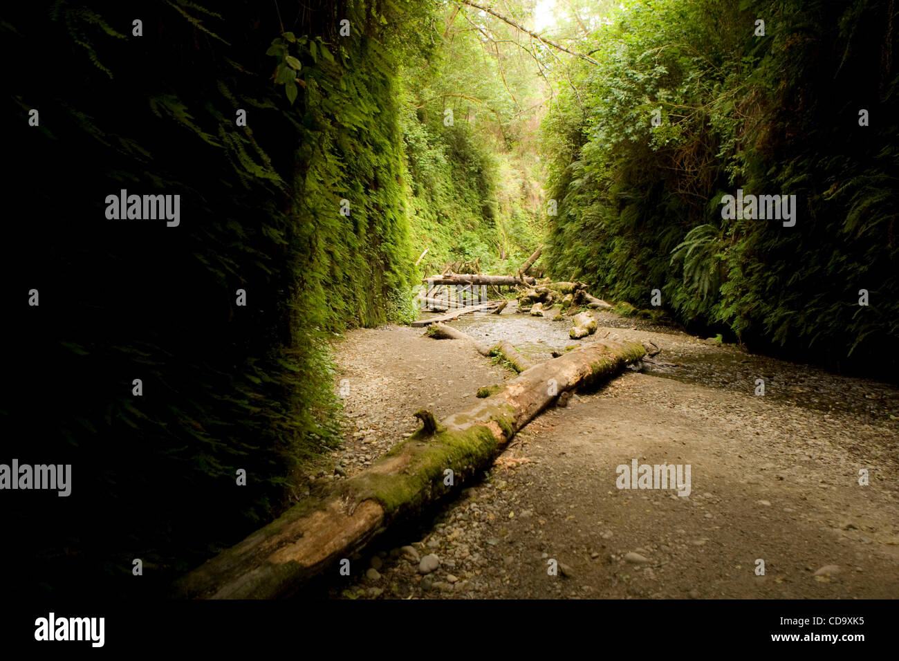 Fern Canyon, Northern California Stock Photo - Alamy