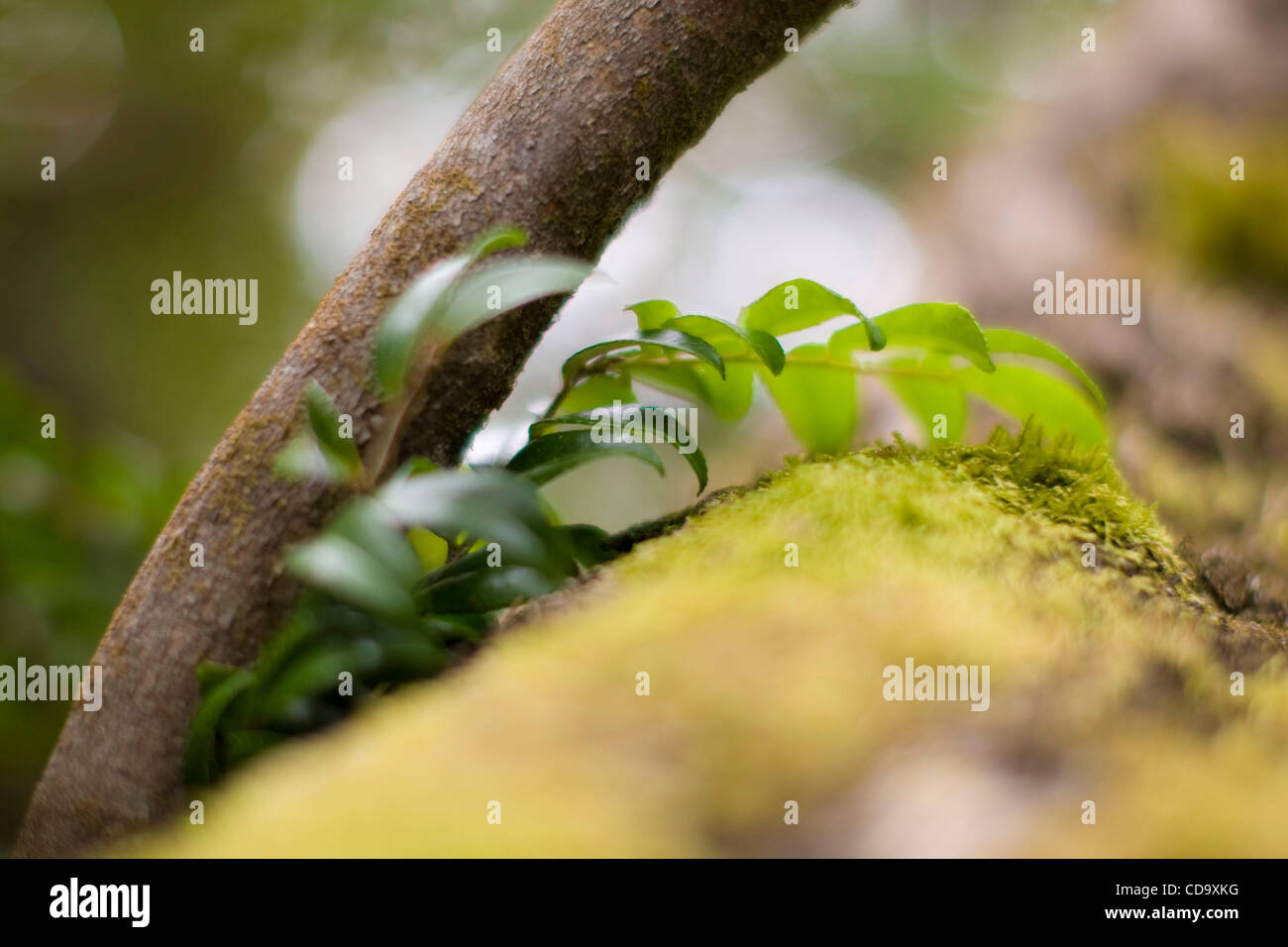 Patrick's point state park trinidad hi-res stock photography and images ...