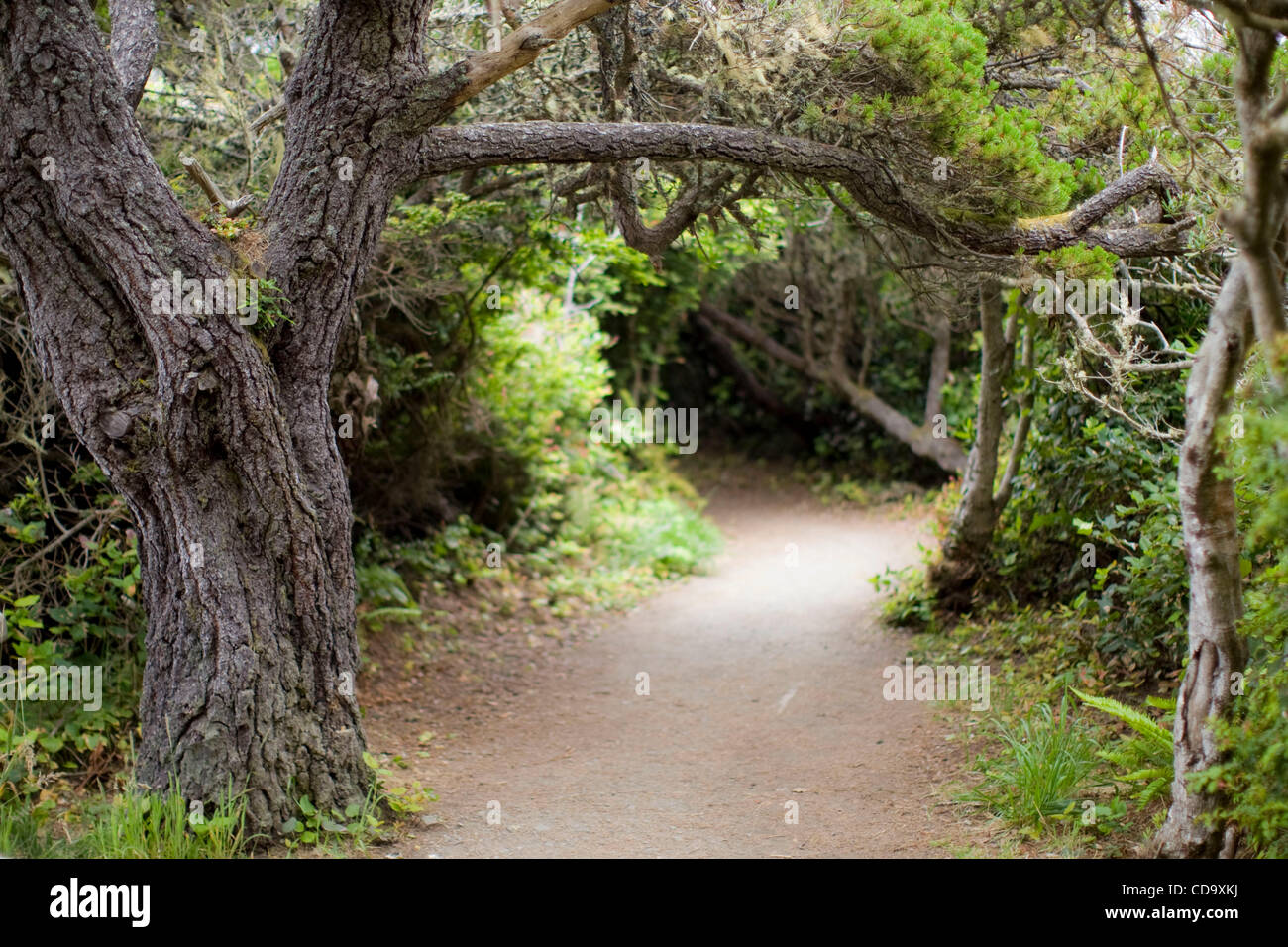 Patrick's point state park trinidad hi-res stock photography and images ...