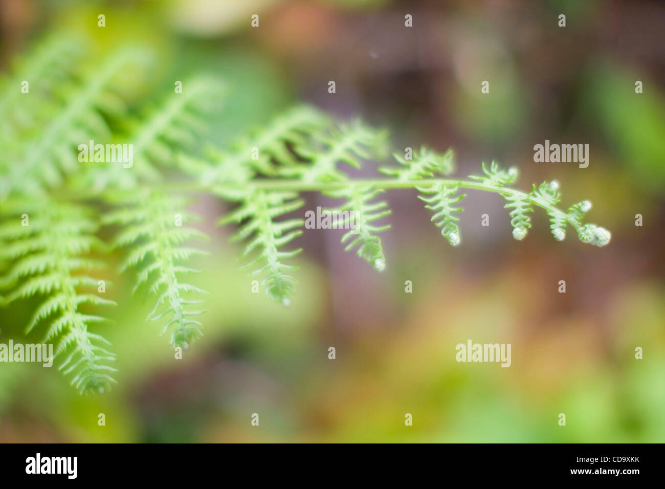 Patrick's point state park trinidad hi-res stock photography and images ...