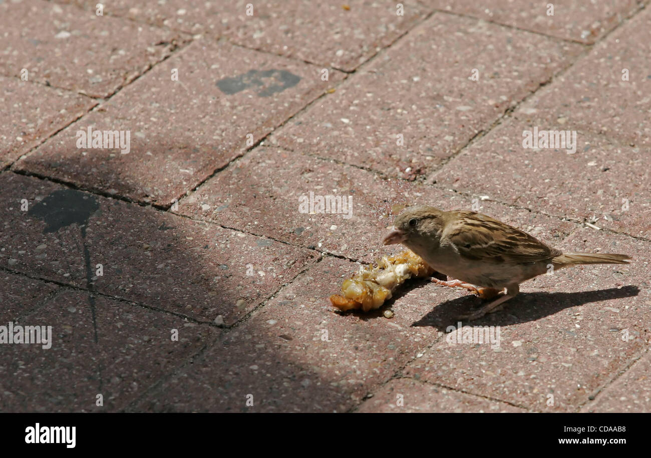 A bird feeds on discarded chicken scraps after KFC marks the 70th ...