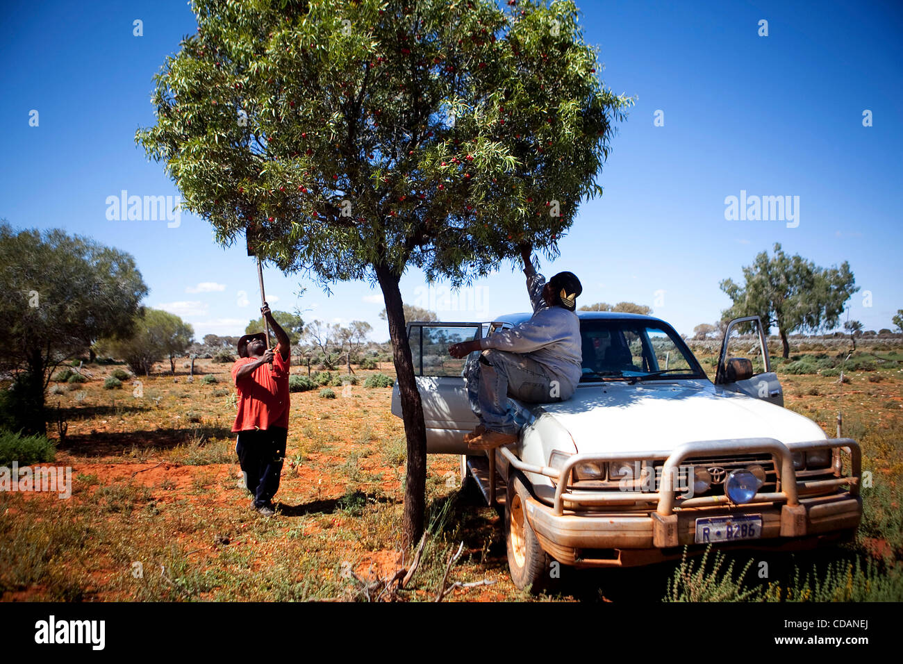 Kangaroo, Goana, and Emu hunting with Winston, Shane, and Bradley ...