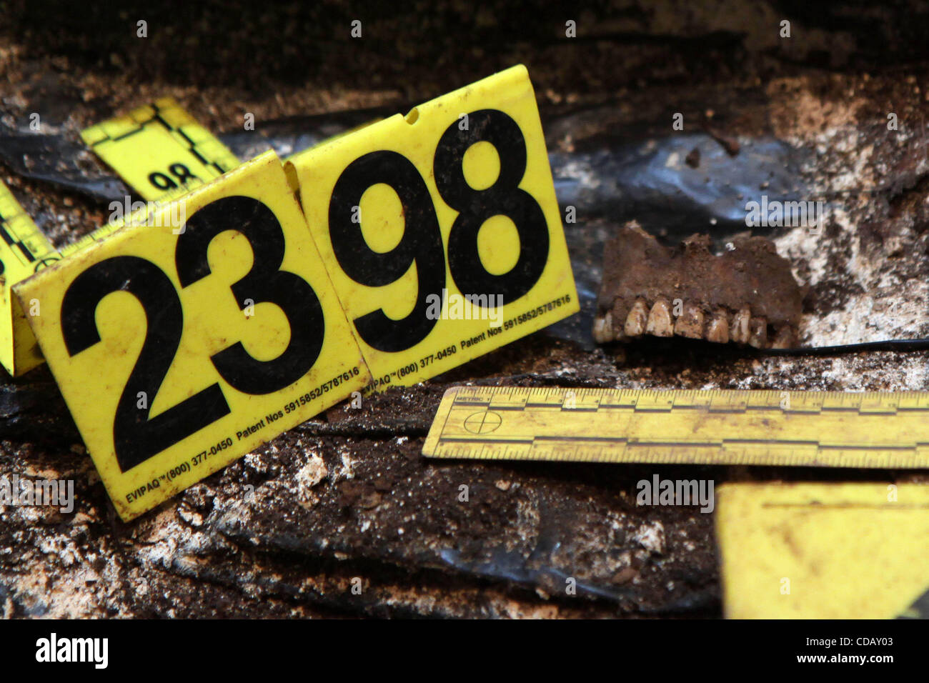 Sep 17, 2010 - Guatemala City, Guatemala - A loose maxilla, or upper ...