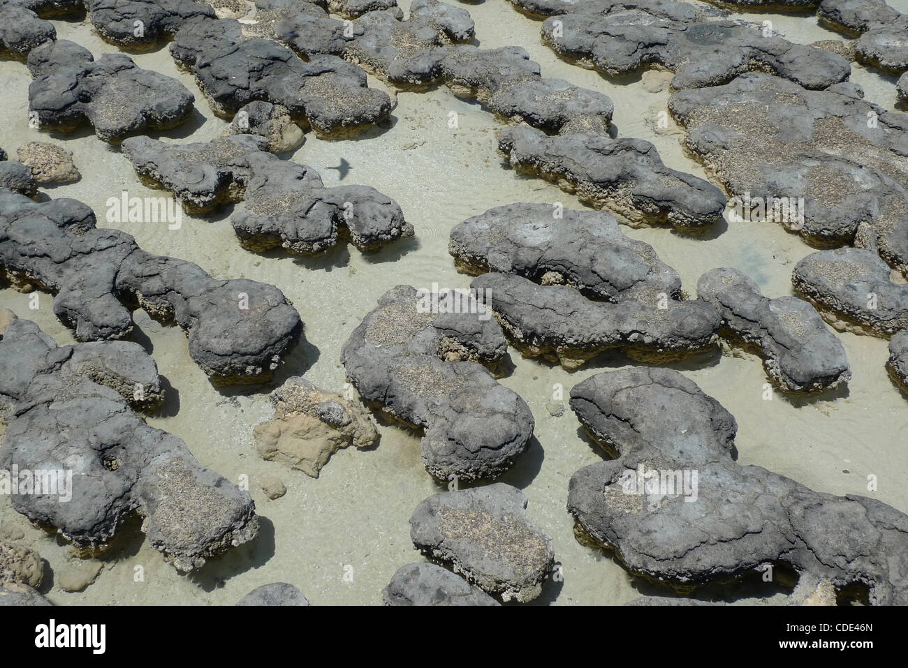 Jan 05, 2011 - Perth, Western Australia, Australia - Stromatolites are ...