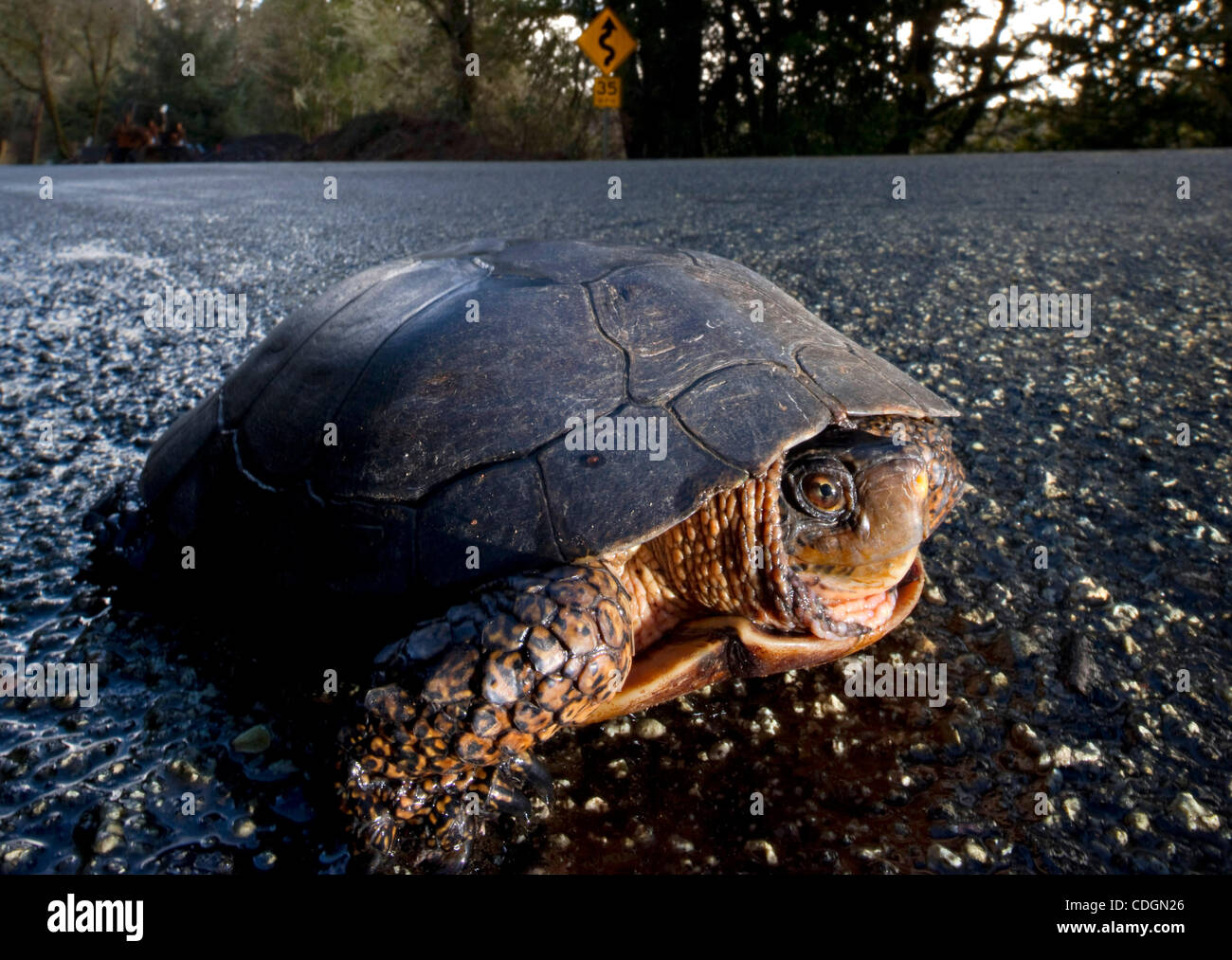 Western pond turtle washington hi-res stock photography and images - Alamy