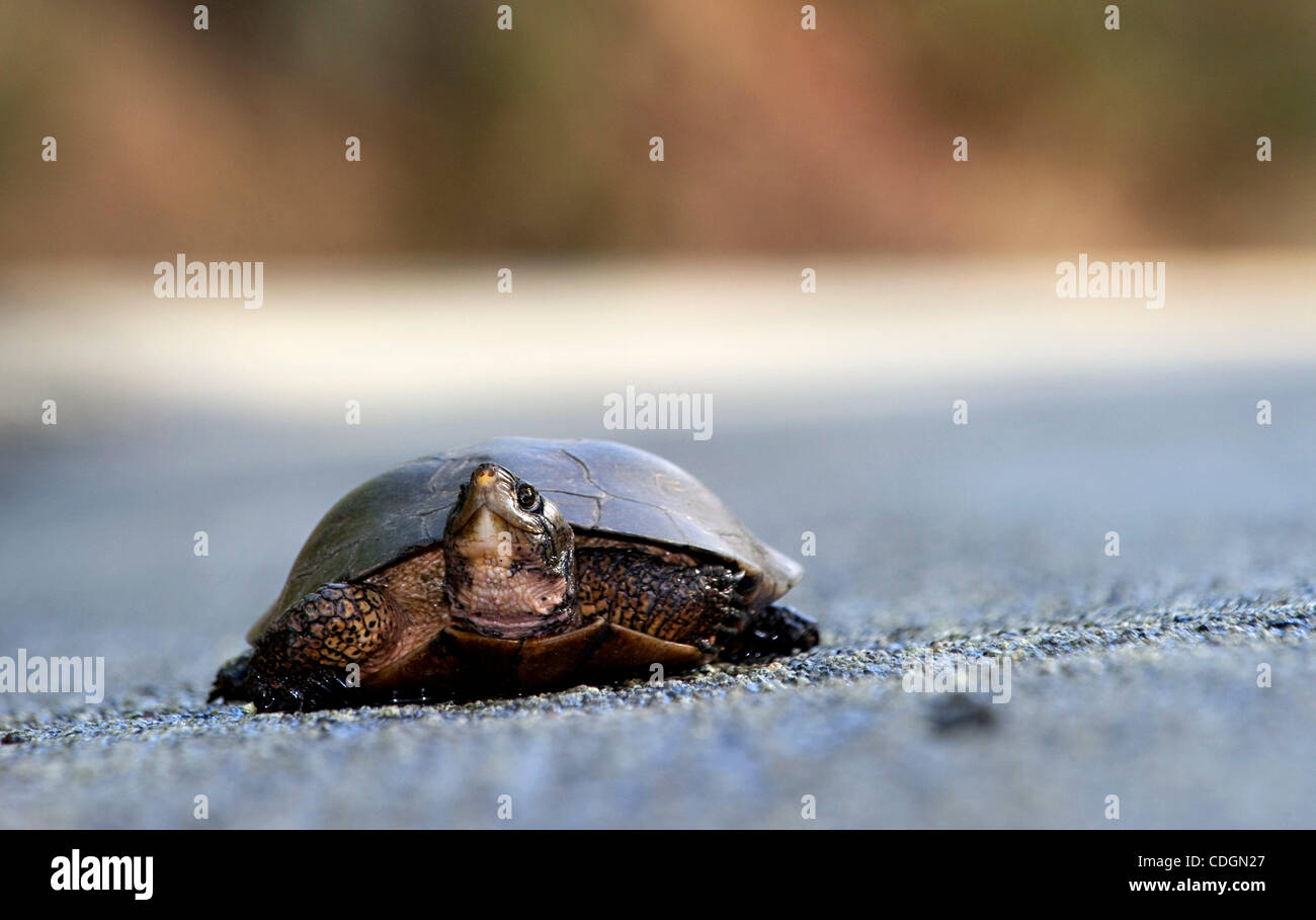 Western pond turtle washington hi-res stock photography and images - Alamy