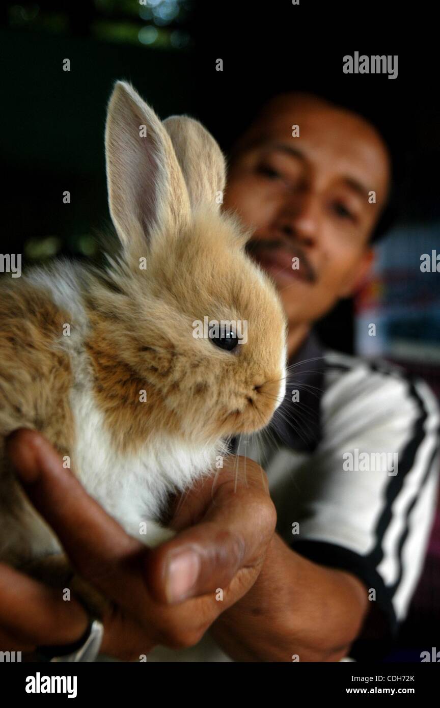 Jan 30, 2011 - Jakarta, Indonesia - A pet vendor sells rabbits ahead of ...