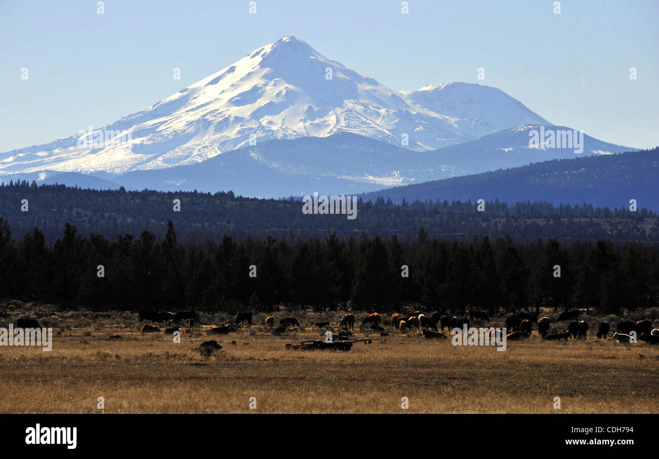 Mt. Shasta is seen in the distance from a field of cattle near Tule ...
