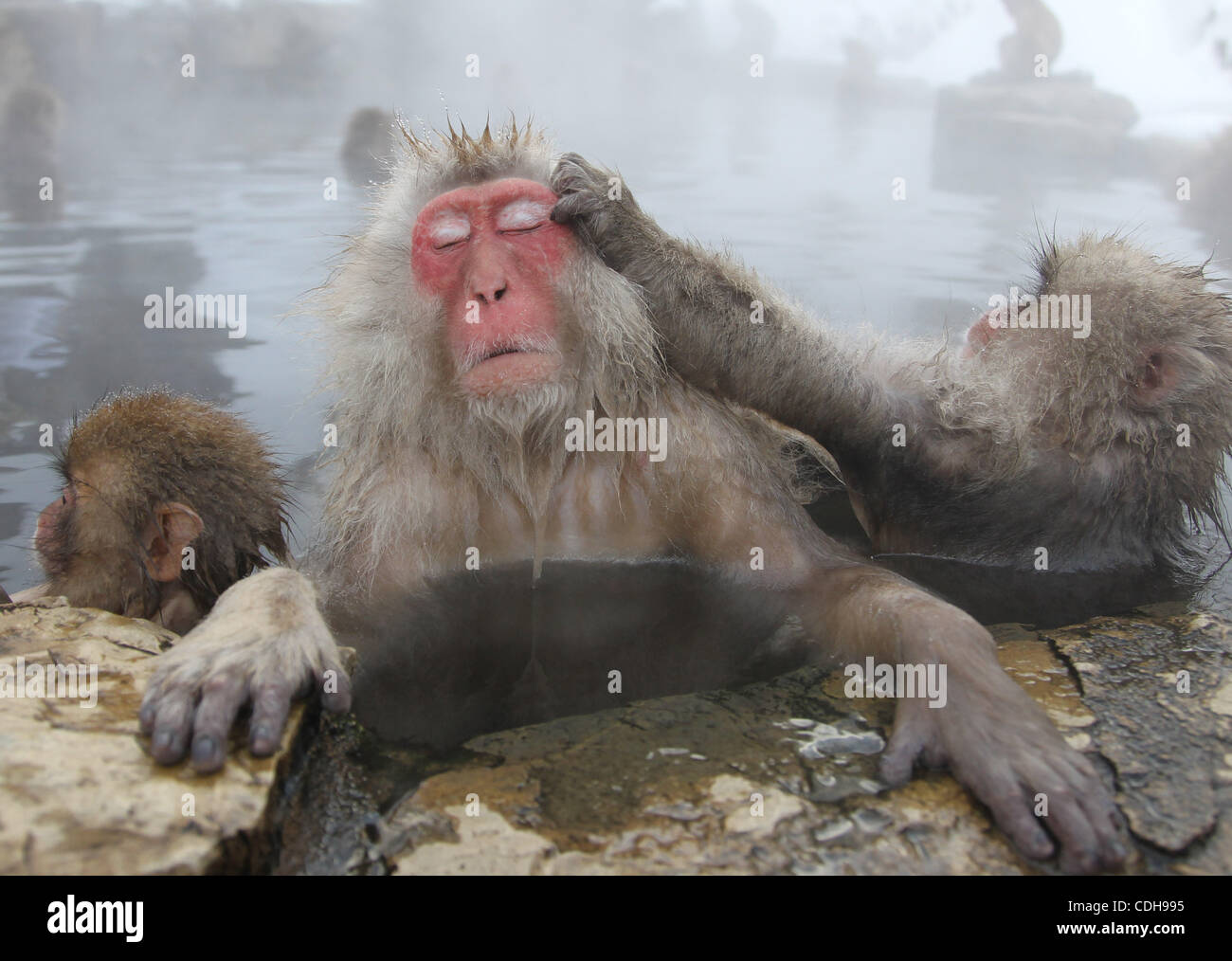Jan. 31, 2011 - Nagano, Japan - Monkeys take a bath in a hot spring in ...
