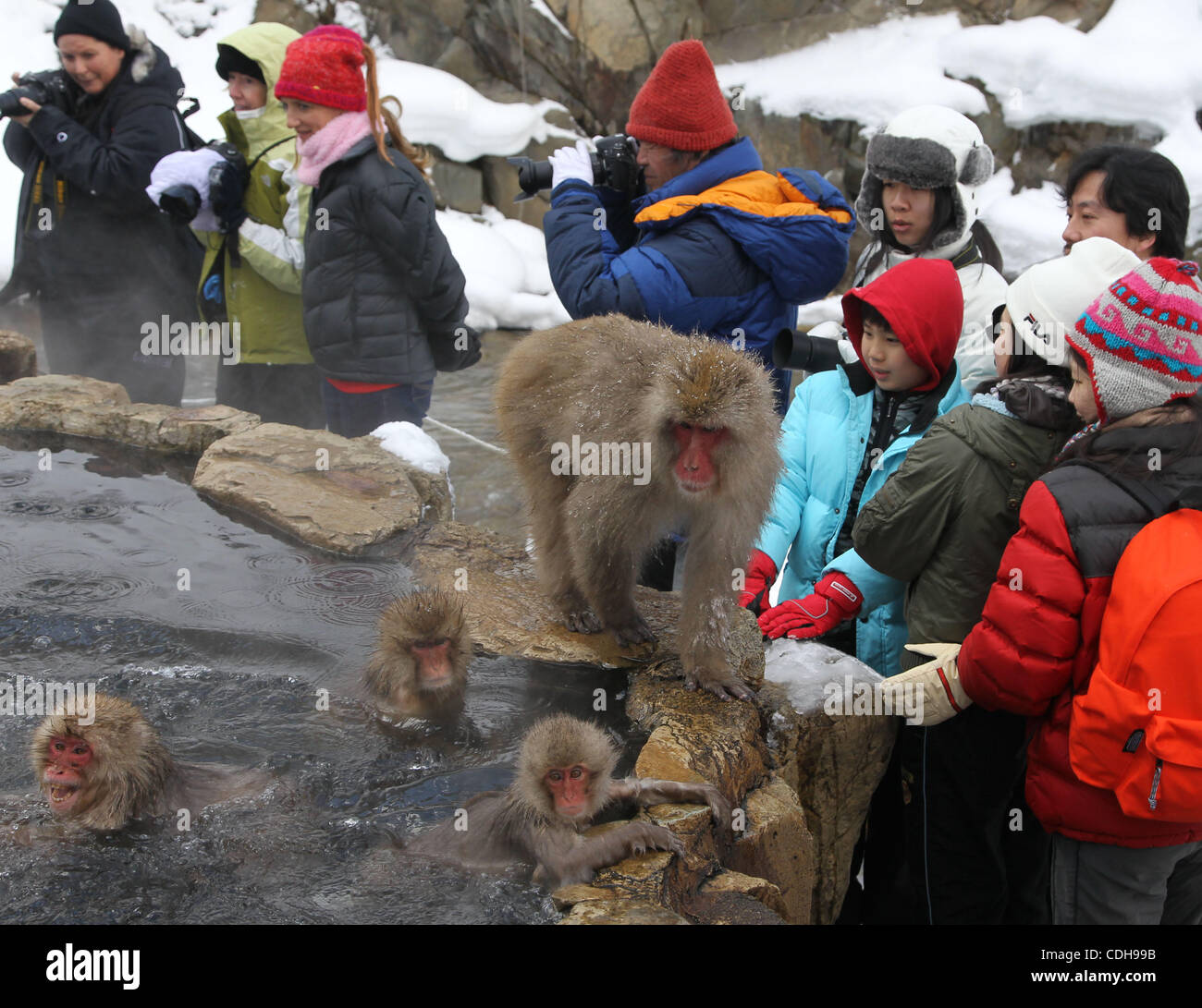 Jan. 31, 2011 - Nagano, Japan - Monkeys take a bath in a hot spring in ...
