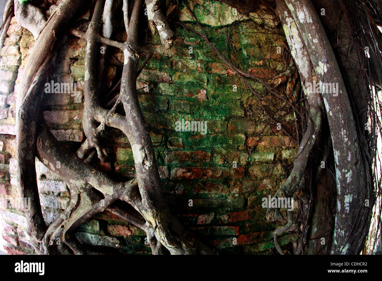 Feb 03, 2011 - Bintan, Indonesia - Banyan†Pagoda†Tree†or†local†people ...