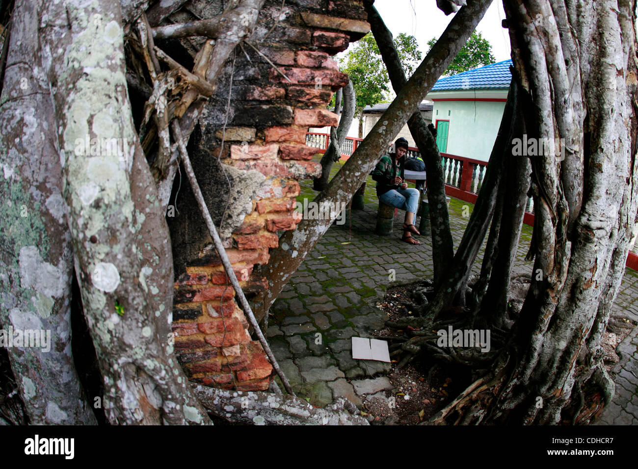 Feb 03, 2011 - Bintan, Indonesia - Banyan†Pagoda†Tree†or†local†people ...