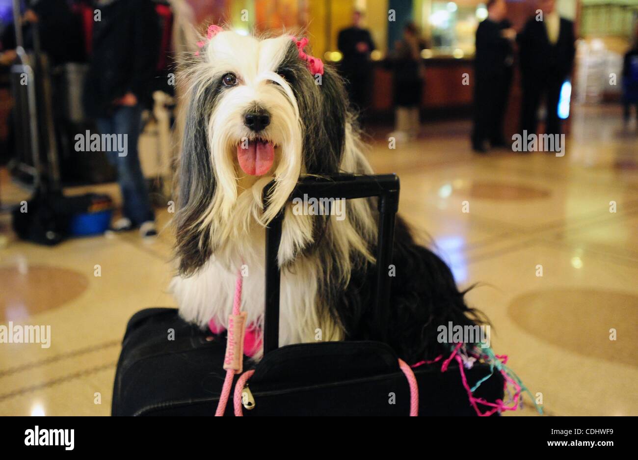 Feb. 11, 2011 - Manhattan, New York, U.S. - Maddie, a tibetan terrier ...